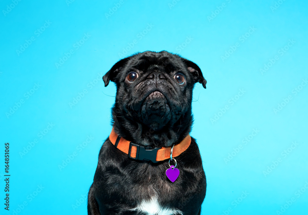 Cute black pug on a blue background Stock Photo | Adobe Stock
