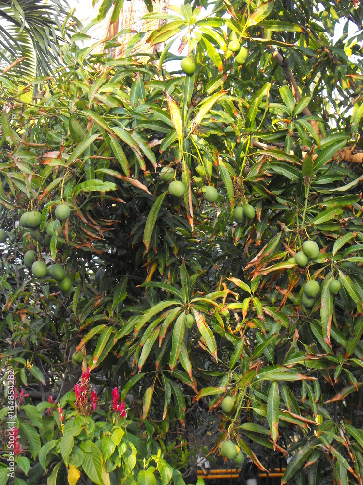 Avocatier Stock Photo | Adobe Stock