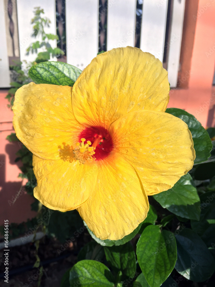 Yellow Bunga Raya with the sunlight in front of fence. Hibiscus rosa ...