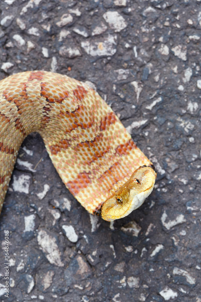 Eastern Hognose snake spreading it's neck in an attempt to appear ...