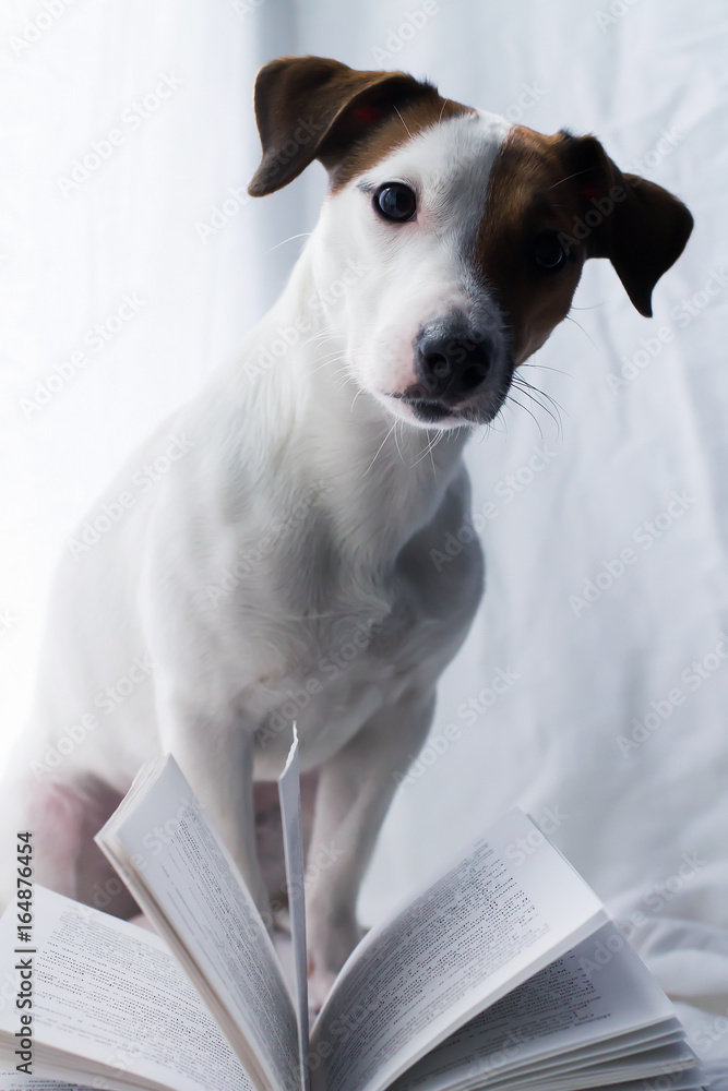 Jack Russell Terrier dog with the book, the day of knowledge Stock ...