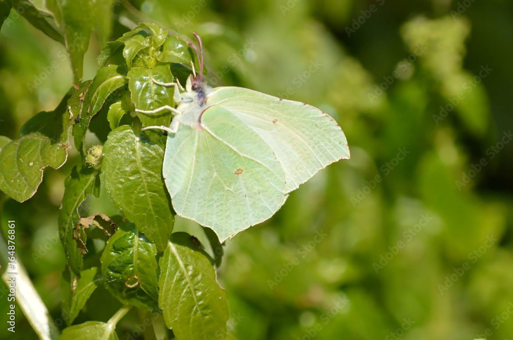 Papillon se fondant dans le décor. Le papillon utilisant la même ...