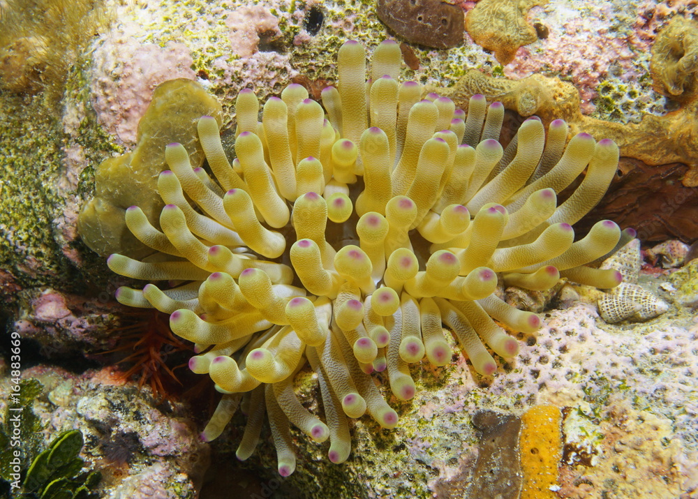 Marine life, a giant Caribbean sea anemone underwater, Condylactis ...