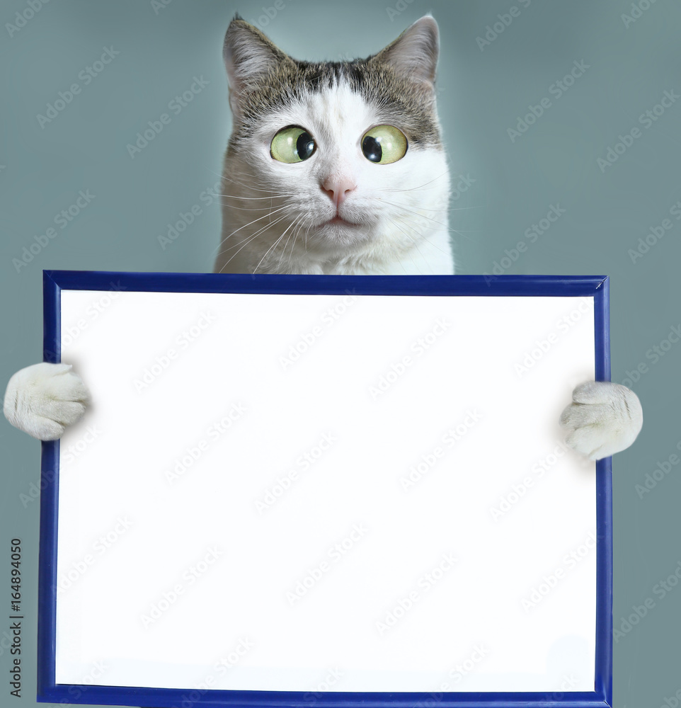 cat hold blank empty paper sheet in frame close up squint funny photo ...