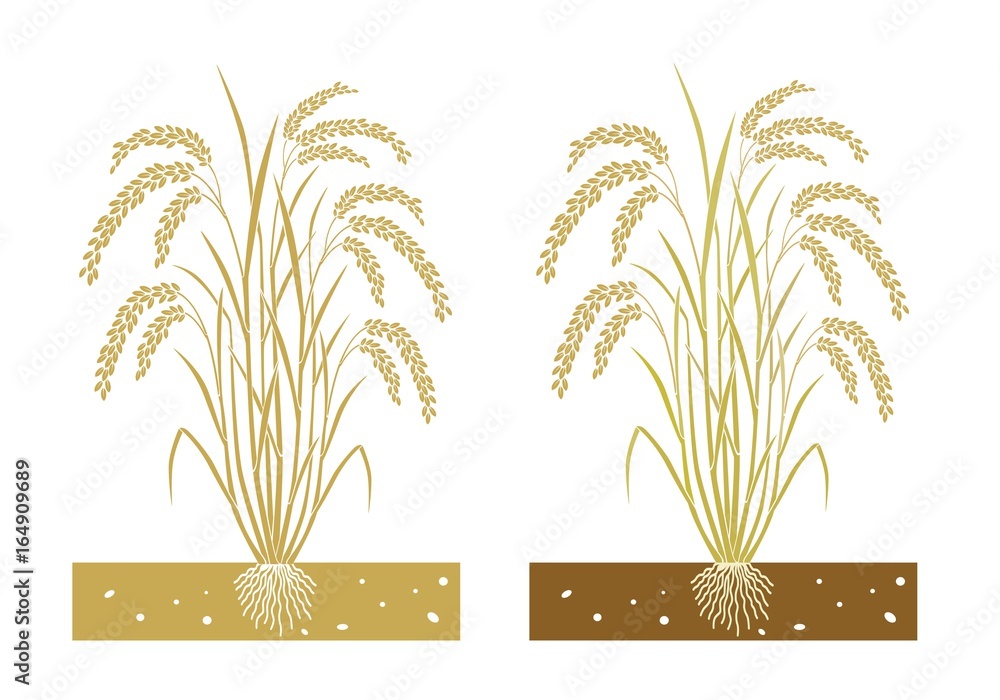 Rice Plant Diagram