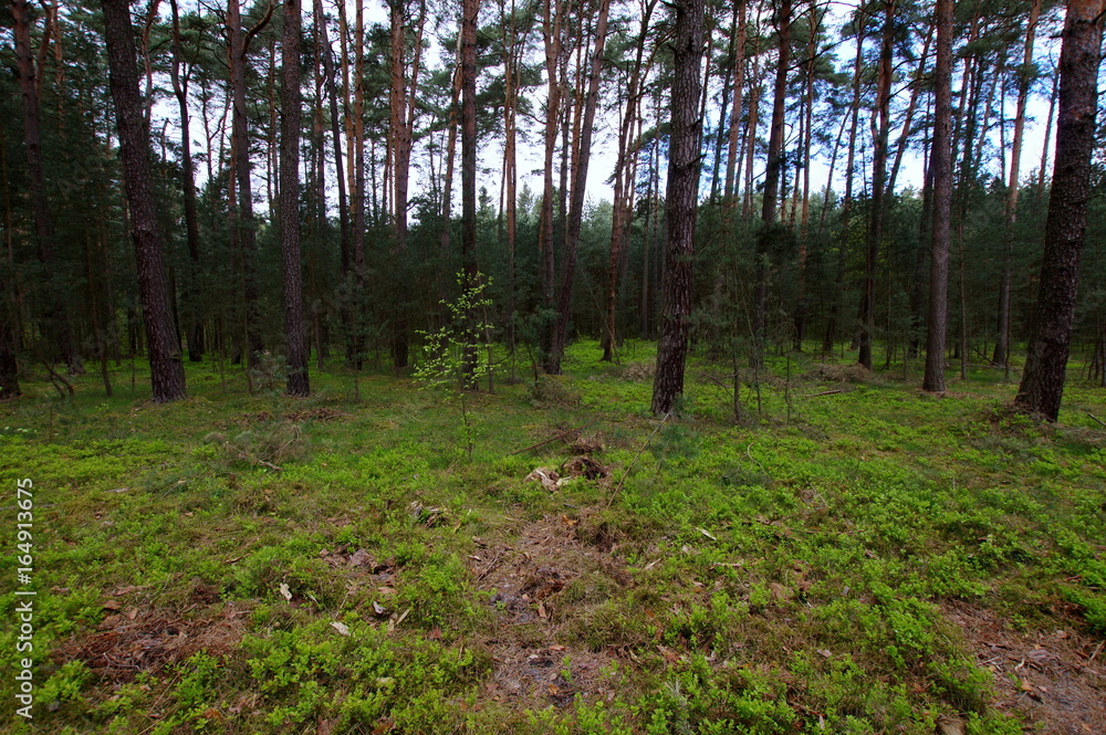 Polski las Stock Photo | Adobe Stock