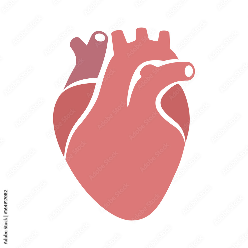 Human heart organ with aorta and arteries flat vector color icon for ...