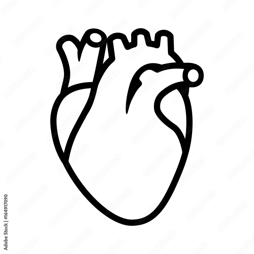 Vetor do Stock: Human heart organ with aorta and arteries line art ...