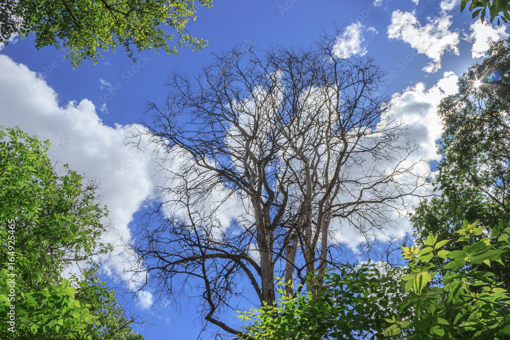 Dry tree in a summer forest on background of blue sky with white clouds ...