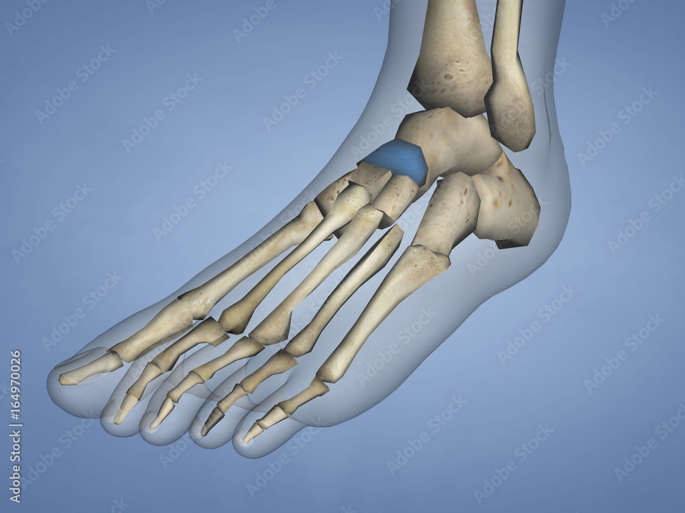 Navicular Bone, 3D Model Stock Illustration | Adobe Stock