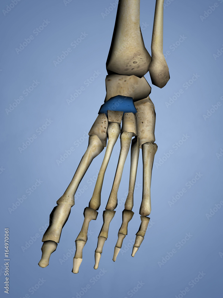 Navicular Bone, 3D Model Stock Illustration | Adobe Stock