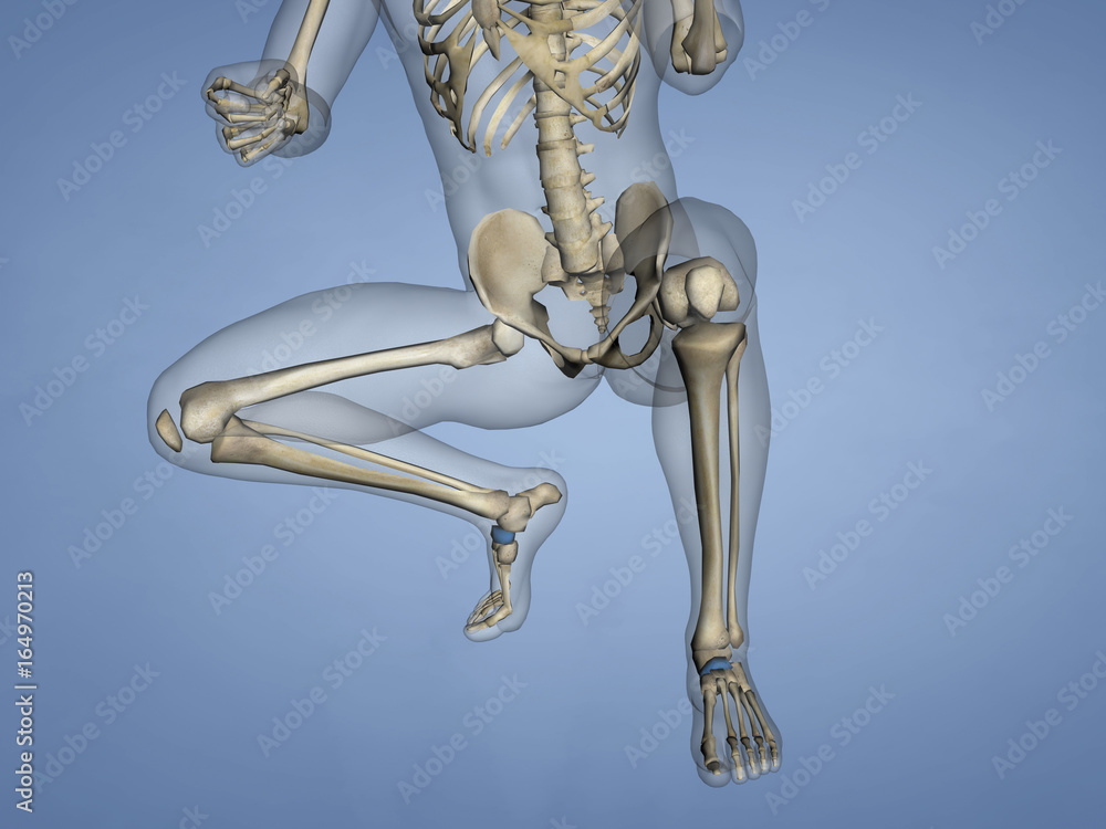 Navicular Bone, 3D Model Stock Illustration | Adobe Stock