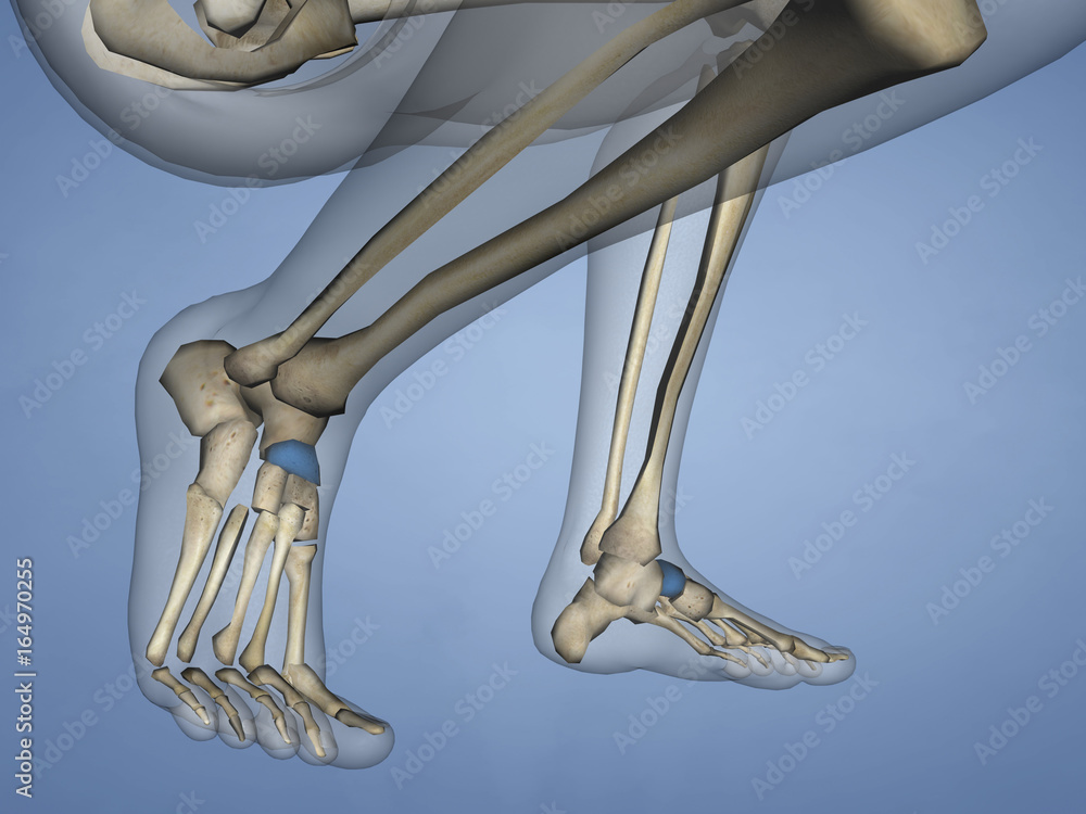 Navicular Bone, 3D Model Stock Illustration | Adobe Stock