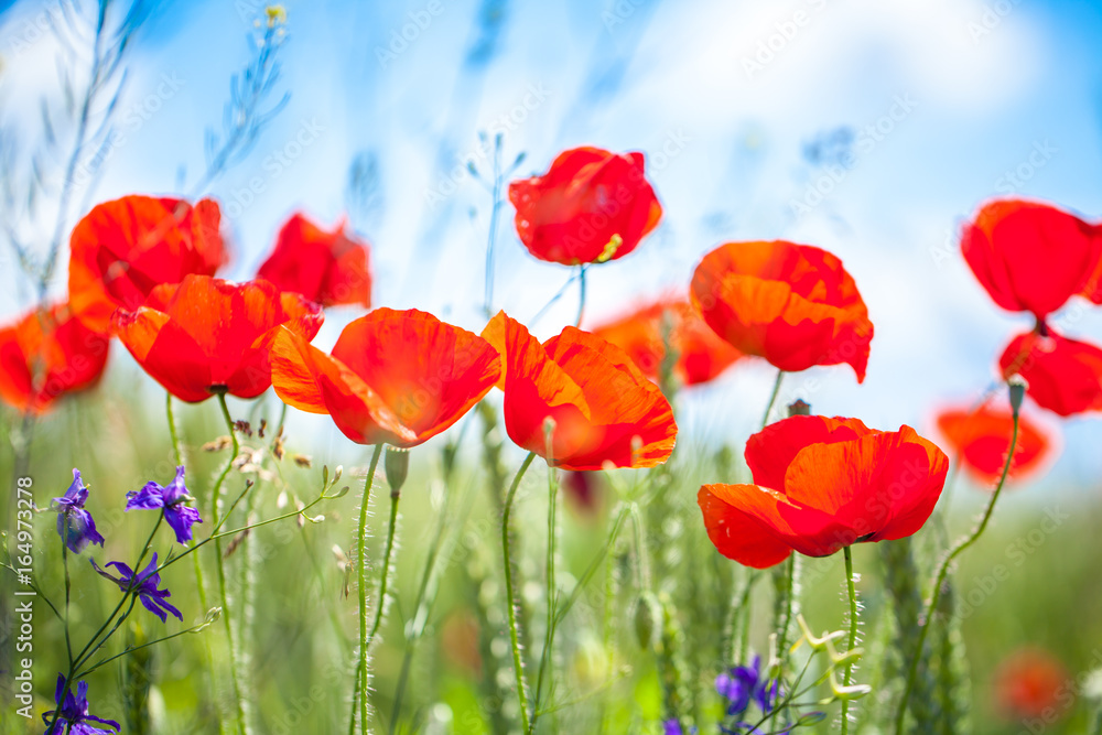 Red Opium Poppy Field
