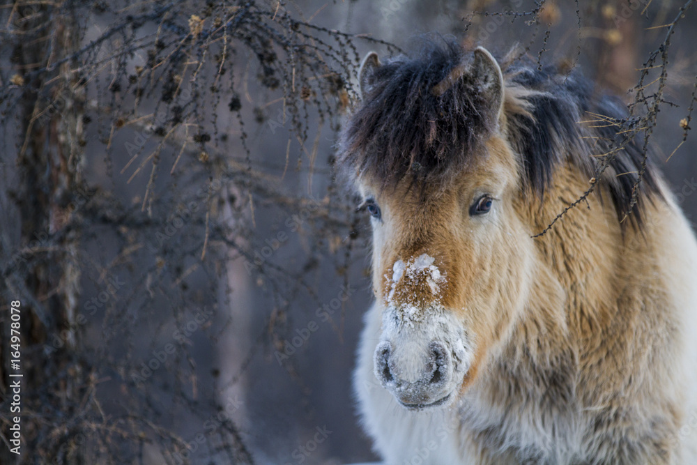Yakut horse portrait close up. Northern horse from Yakutia. Yakut ...
