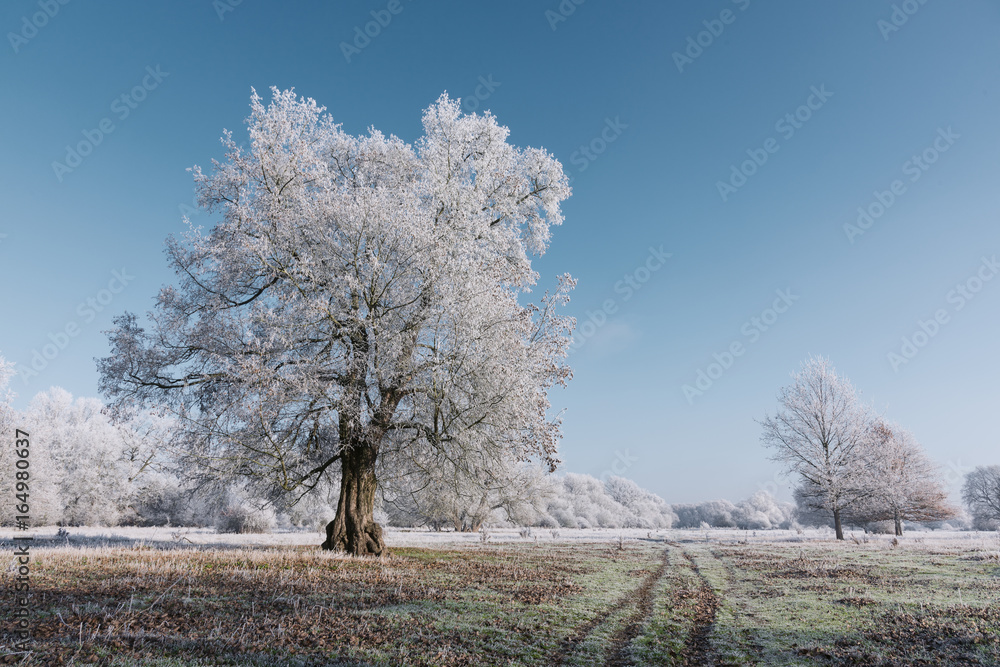 Reif an den Bäumen und auf den Feldern Norddeutschlands Stock-Foto ...