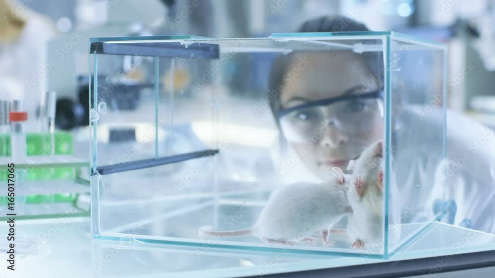 Medical Research Scientist Examines Laboratory Mice and Looks on Tissue ...