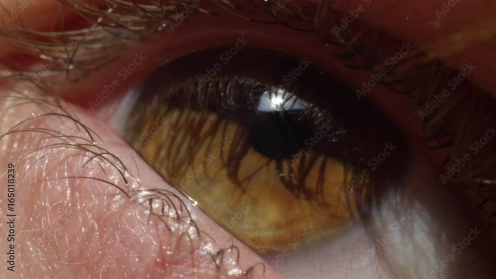 CLOSE UP MACRO: Detail of female's brown eye sparkling in sun. Young ...