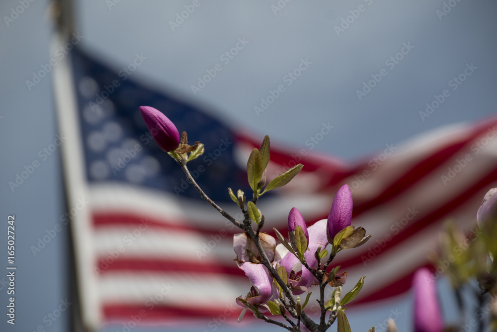 Magnolia tree pride, Magnolia, Magnolia tree, American flag, American ...