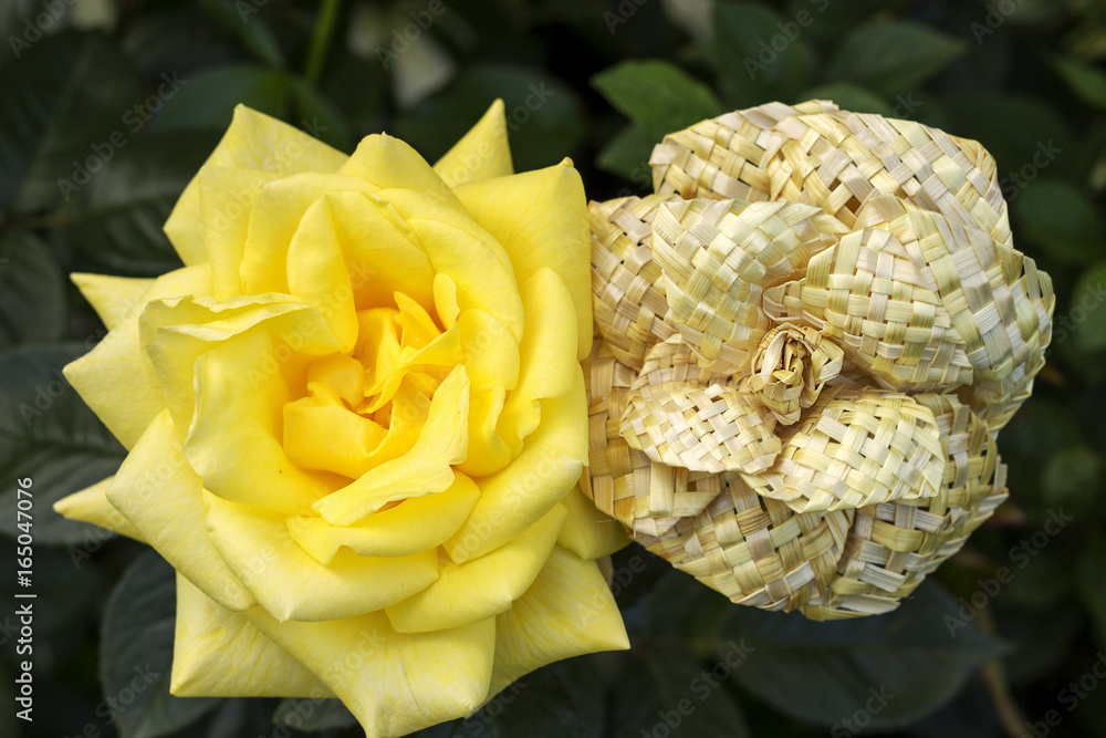 Alive and dead rose. Yin Yang. Natural and artificial flower Stock ...