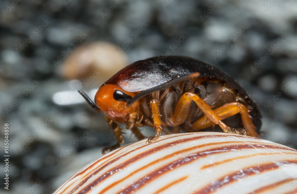 Foto de Suborder Blattodea, order Dictyoptera: many genera and species ...