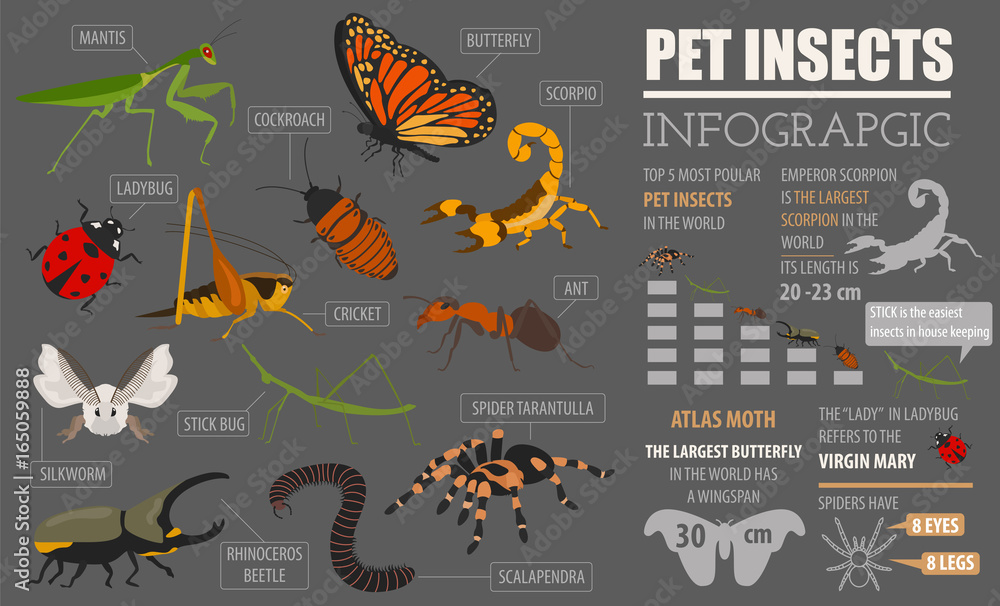 Pet insects breeds icon set flat style isolated on white. House keeping ...