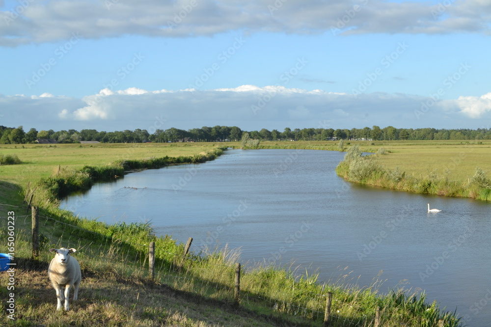 een oude arm van de rivier de Vecht met schaap, zwaan en eendjes Stock ...