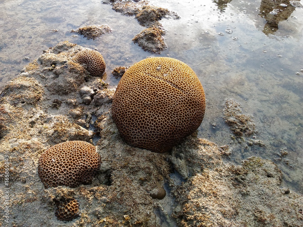 Trypophobia challenge!It's a beehive-shaped coral which i found and ...