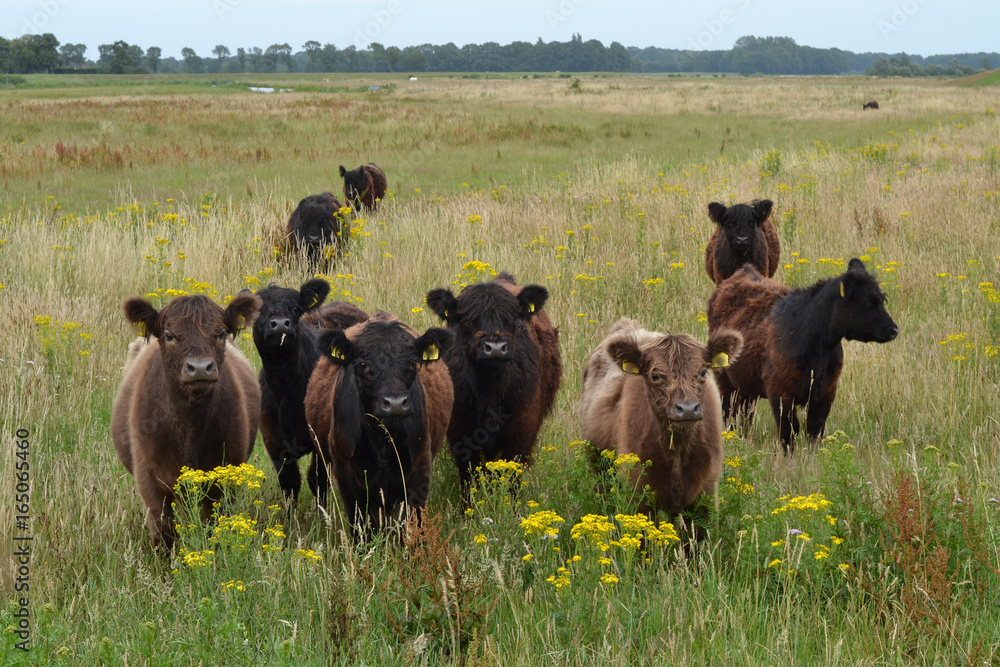 Galloway koeien grazen in natuurgebied van waterbedrijf bij de rivier ...