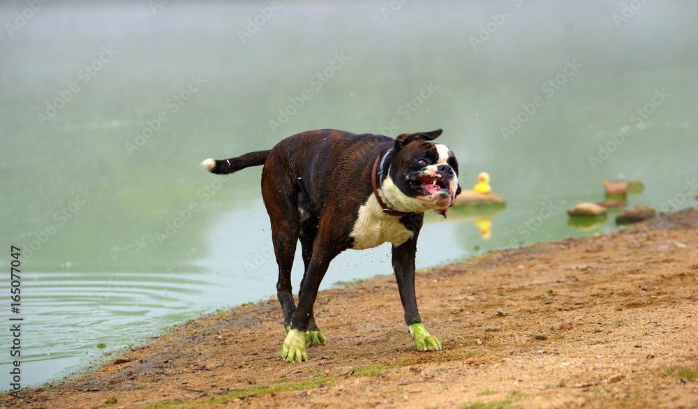 Funny Moving Dog Pictures