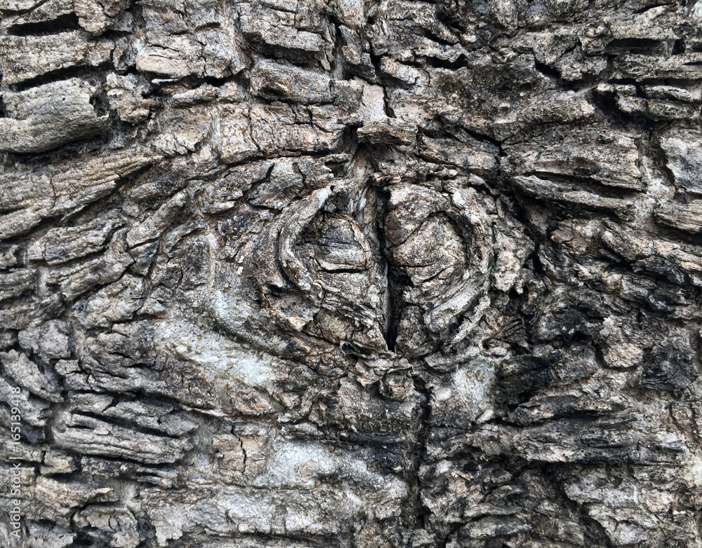 Pattern of Gray color of bark and gnarl look like a Female genitalia ...