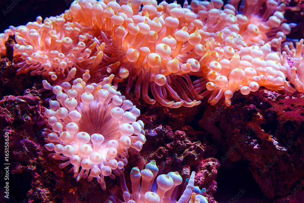 Marine life sea pink anemone Condylactis gigantea underwater in the sea ...