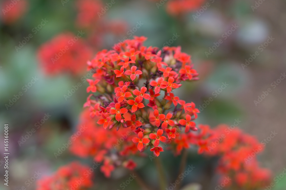 Red Asian Flowers