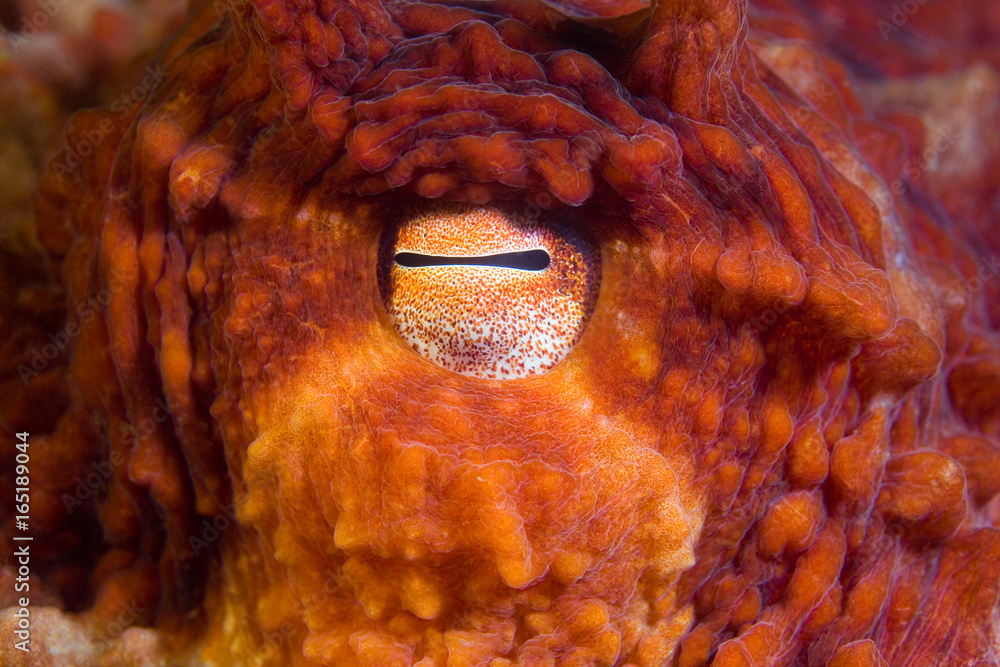 Octopus Eye