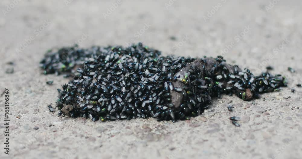 closeup colorful fly flies eating eat rotten slice beef meat liver ...