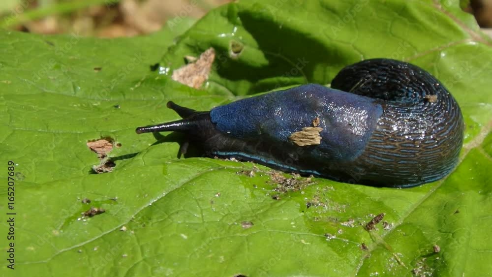 Blue slug in the woods, (Bielzia coerulans), Stock Video | Adobe Stock