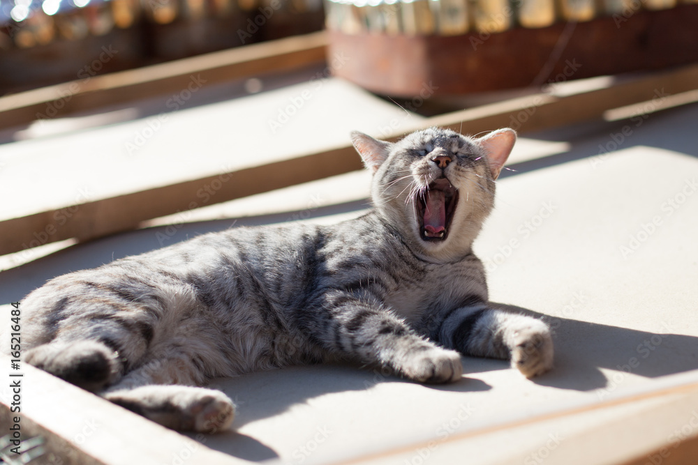 cute cat yawning Stock Photo | Adobe Stock