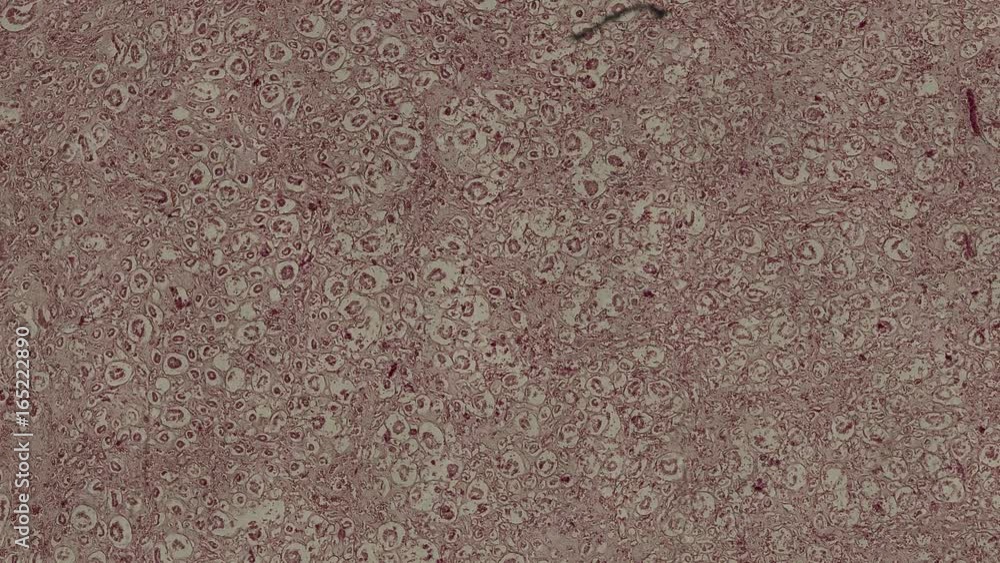 human nissl cells under a microscope zoom in animation vídeo de Stock ...