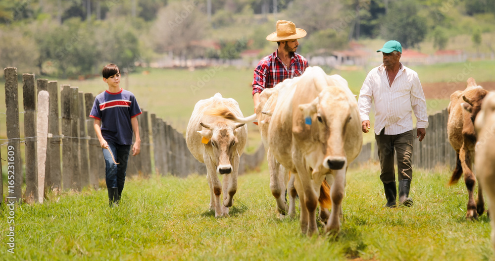 Grandfather Father Child Pasturing Cows In Family Ranch Stock Photo ...