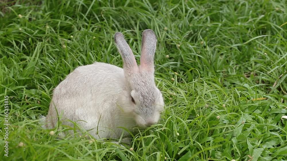 Gray bunny rabbit on green grass background. Stock Video | Adobe Stock
