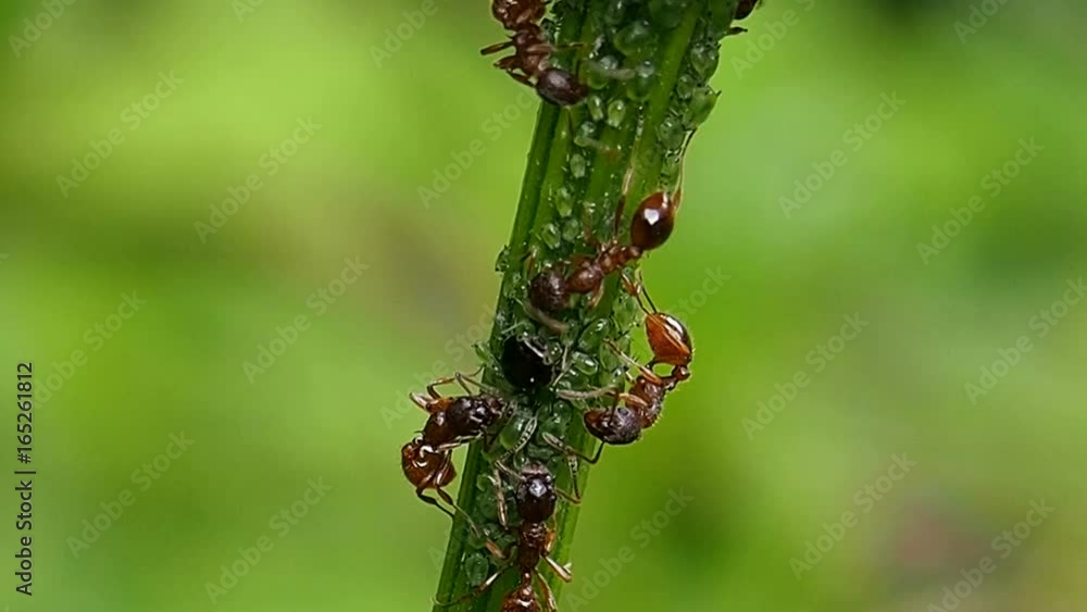 Ant farm with a colony of aphids settled on the flower. Insects and ...