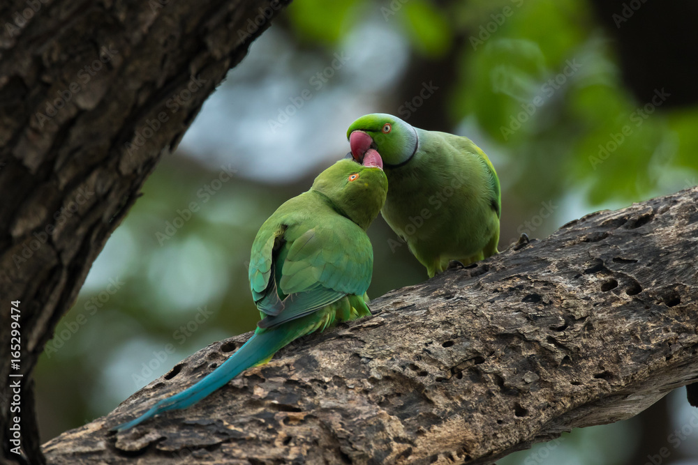 Love in Air Parrots Kissing from Chennai India Stock Photo | Adobe Stock
