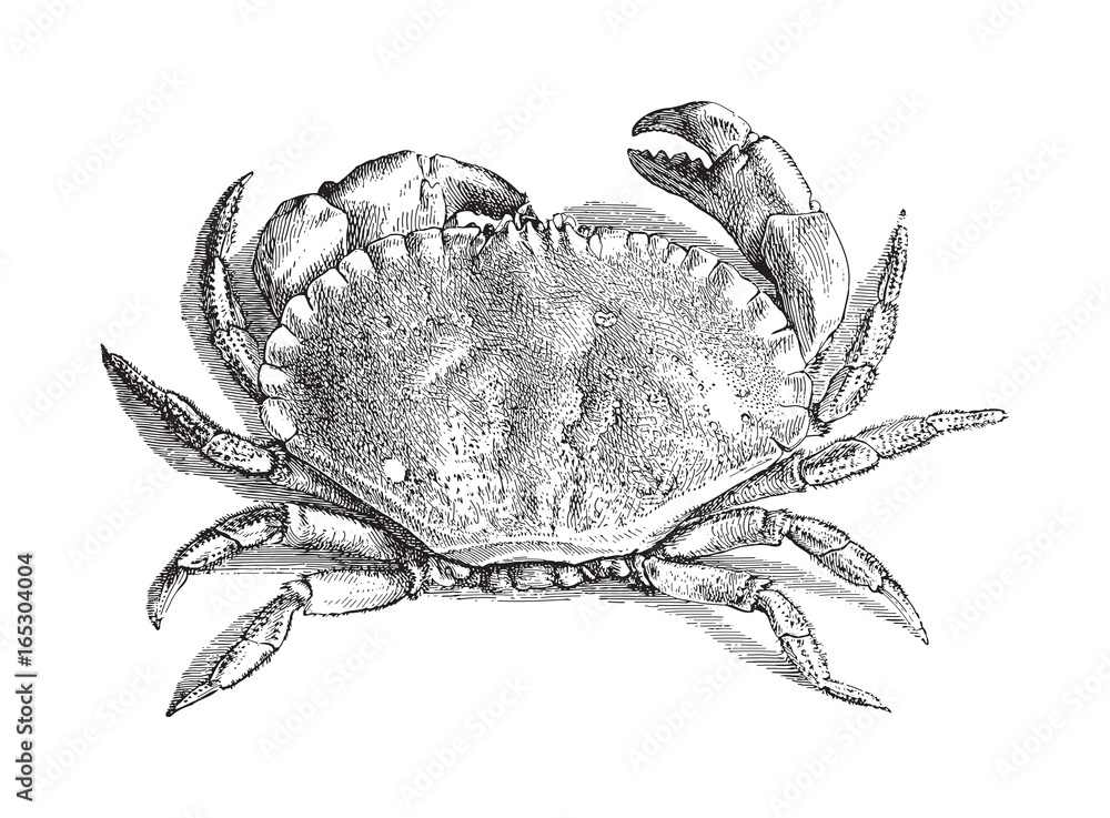 Edible crab (Cancer pagurus) - vintage illustration Stock Vector ...