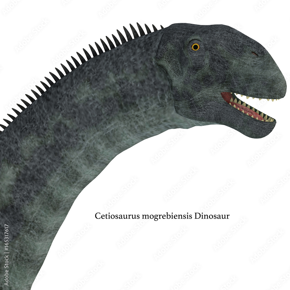 Cetiosaurus Dinosaur Head with Font - Cetiosaurus was a herbivorous ...