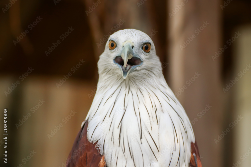 Hawk, Hawk eyes, red wing color hawk, Brahminy Kite is Flying Predators ...