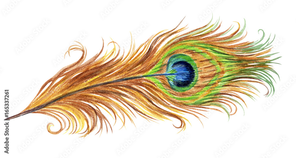 Peacock feather, watercolor painting, isolated on white background with ...