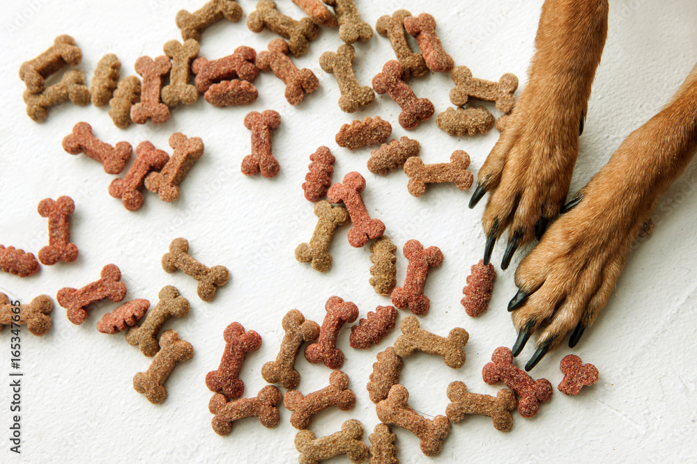 Dogs paws with dry food on white background. Pet eating feed top view ...