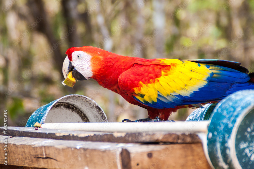 Scarlet macaw (Ara macao), national bird of Honduras, eats at feeder ...