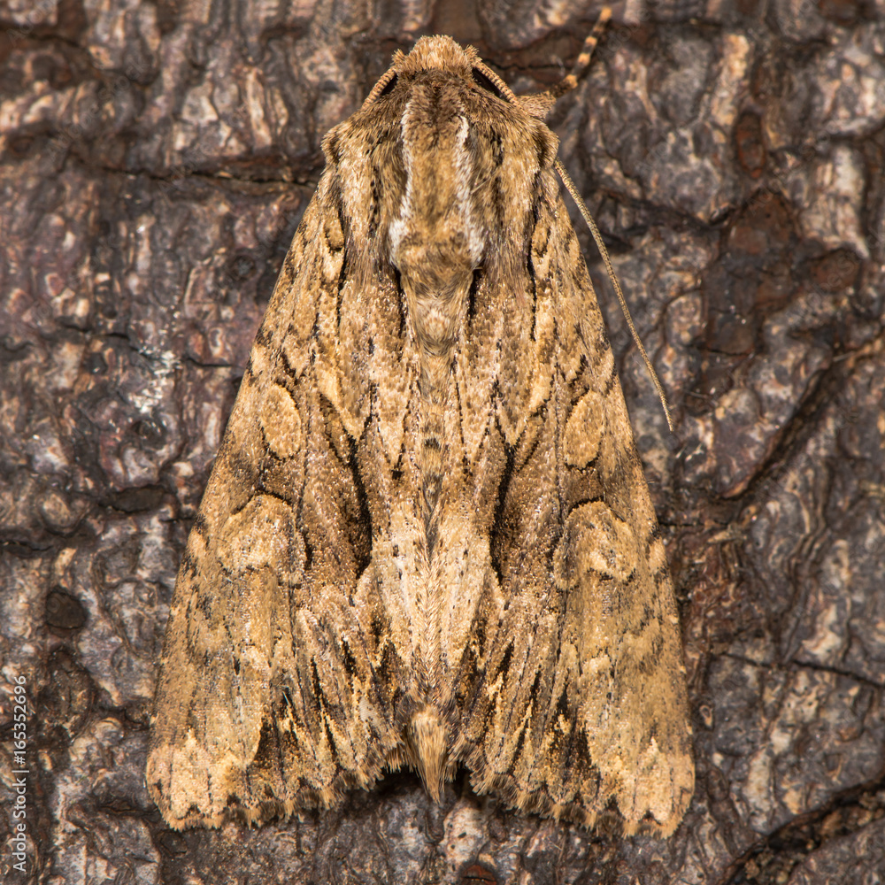 Dark arches (Apamea monoglypha) at rest on bark. British moth in the ...
