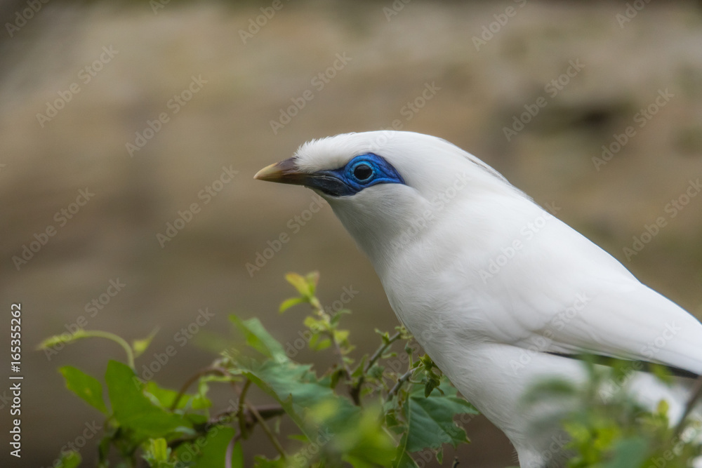 Bali myna (Leucopsar rothschildi) in profile. Critically endangered ...